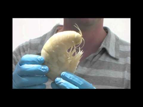 Gigantische vlokreeft ontdekt - Nieuw-Zeeland.nl