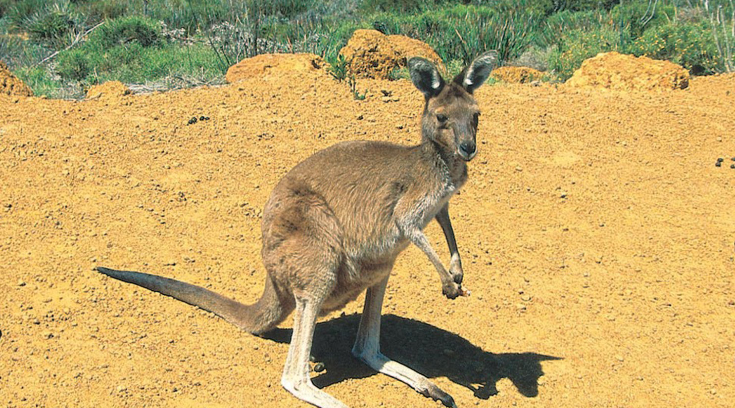 Kangoeroe redt jongetje in Australië - Oceanie.nl
