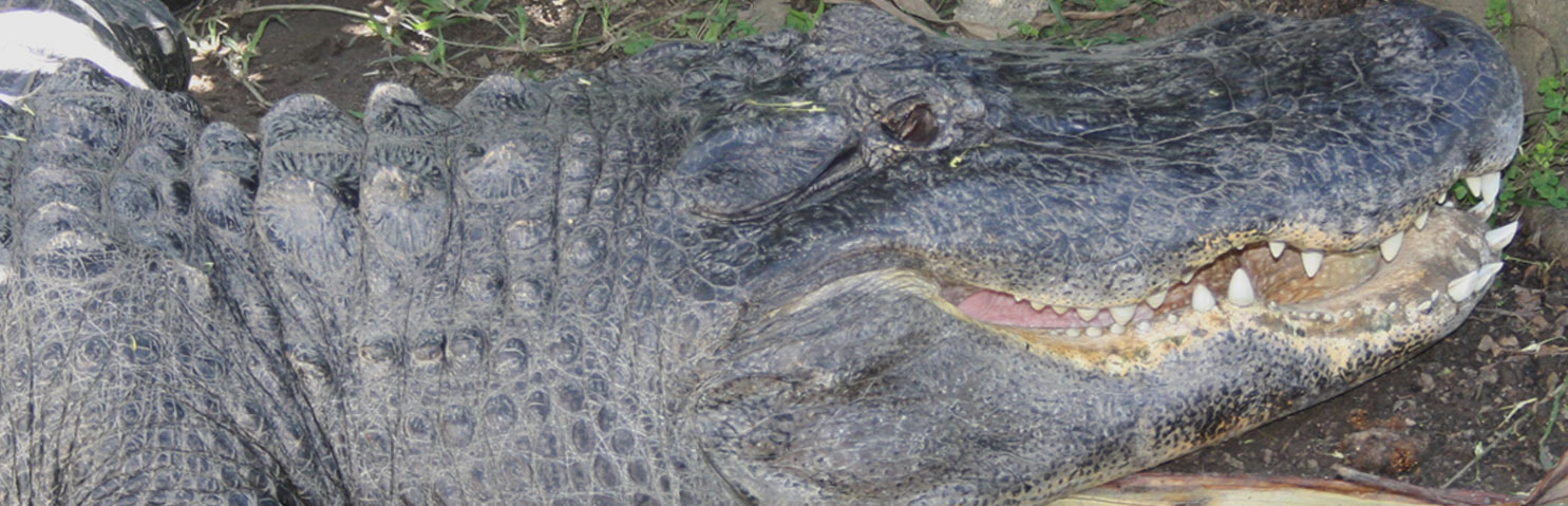 Op één na grootste krokodil aller tijden gevangen - Australie.nl