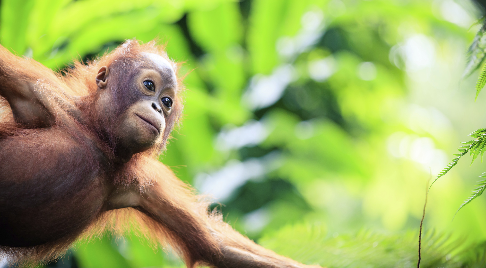 10 beschermde diersoorten die je in Indonesië vindt - Indonesie.nl