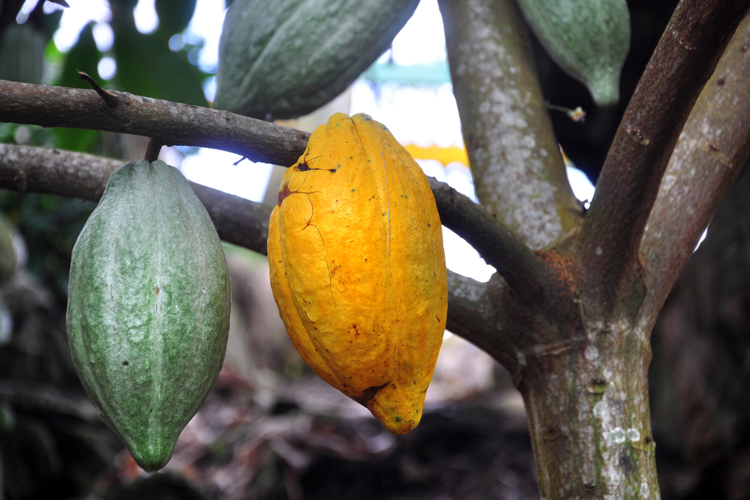 Eten: van cacaoboon tot chocolade - Afrika.nl