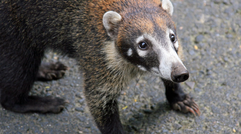 Dieren: rode neusberen - ZuidAmerika.nl