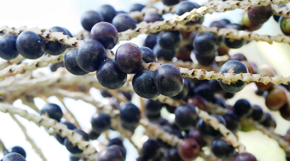 Eten: supergezonde Açai bes - ZuidAmerika.nl