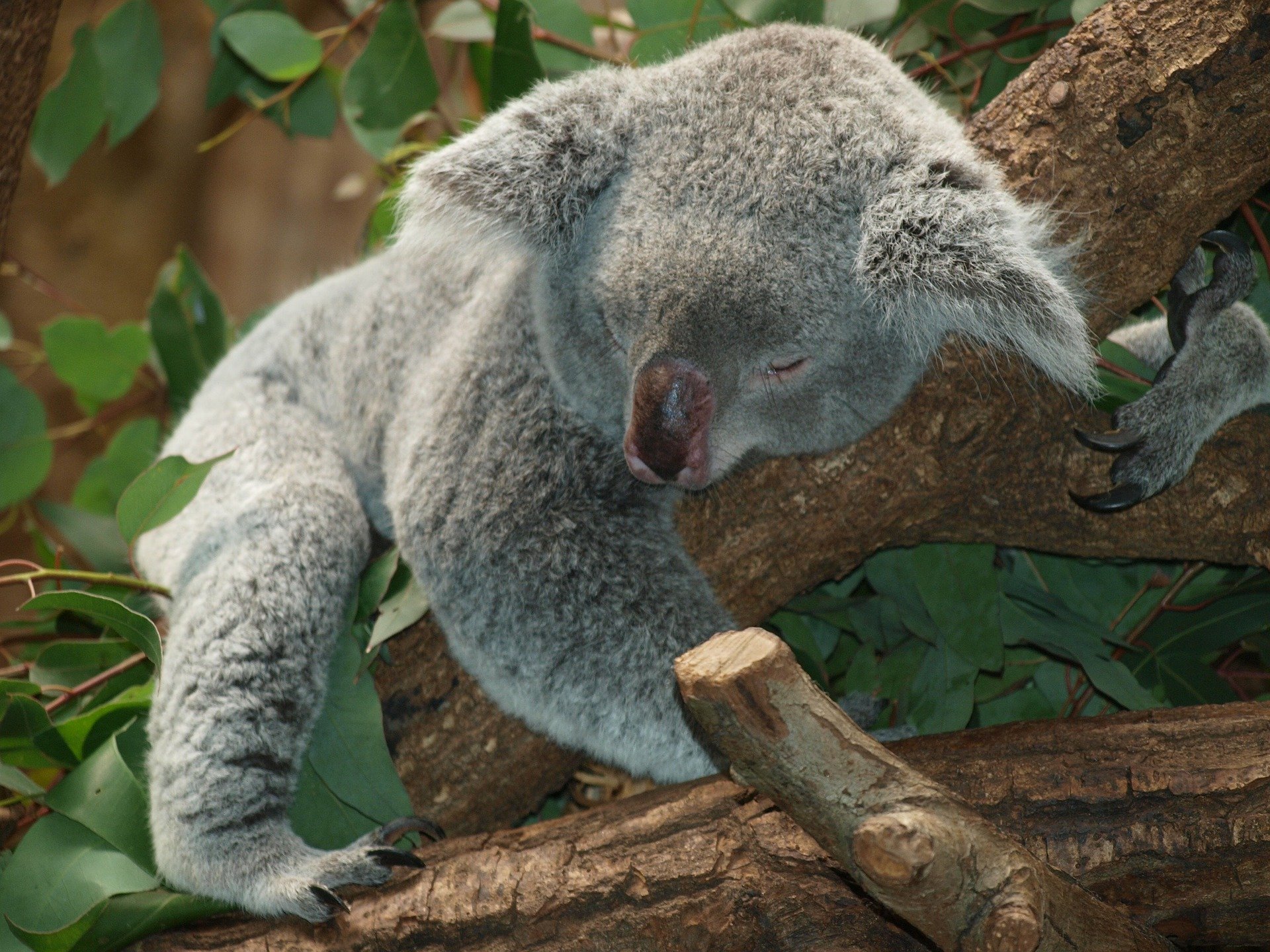 Waarom slapen koala’s bijna de hele dag door? - Australie.nl